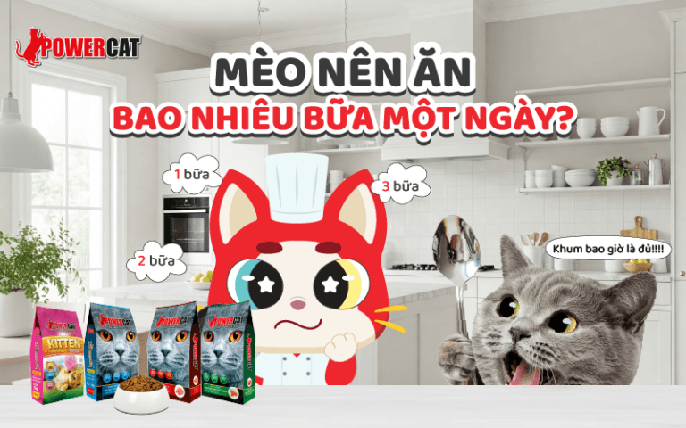 Mèo nên ăn bao nhiêu bữa một ngày? Thực đơn cho mèo theo độ tuổi - Powercat