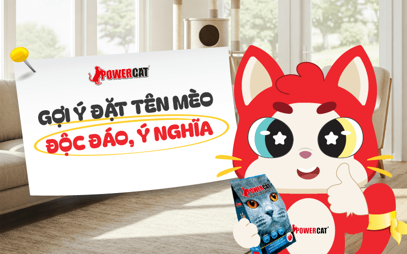 Gợi ý đặt tên mèo độc đáo, ý nghĩa | Powercat - Powercat